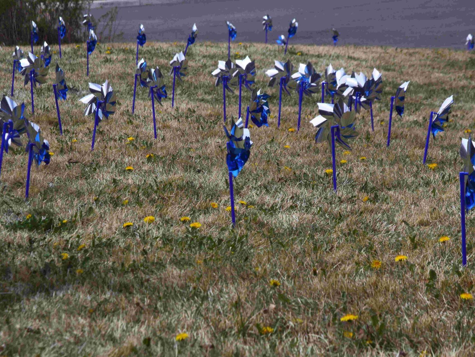 Human Services planting pinwheels in honor of Child Abuse Prevention Month