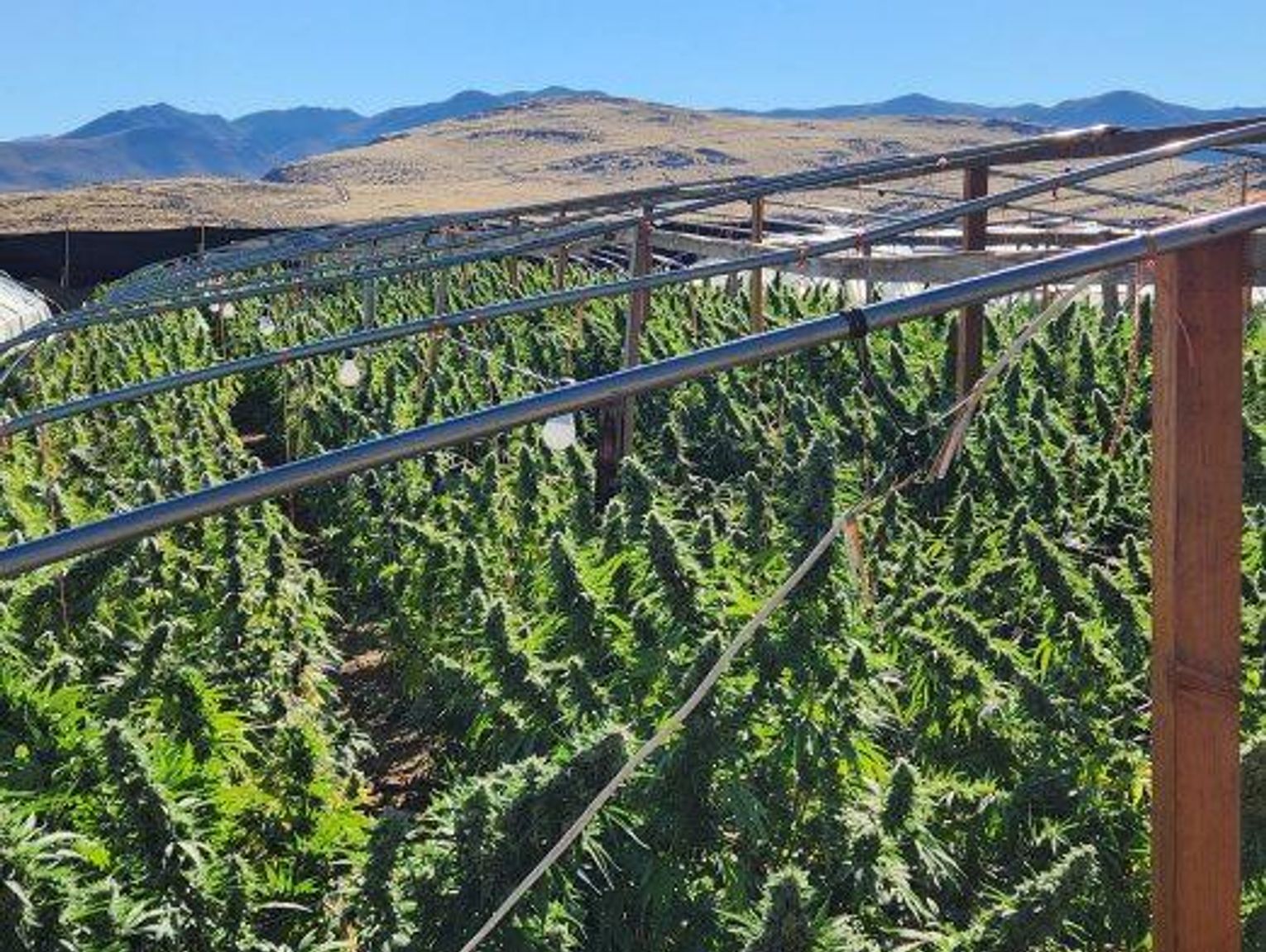 Sheriff’s office busts marijuana grow operation tied to Mexican cartels